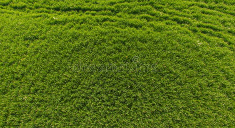 Lush Green Grass Texture Background Stock Illustration - Illustration ...