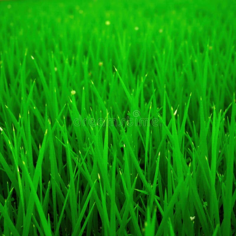Lush Green Grass Texture Vibrant Emerald Tones Detail Overhead Stock ...