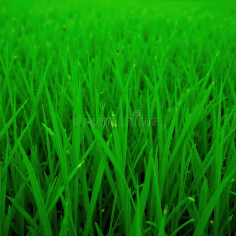 Lush Green Grass Texture, Vibrant Emerald Tones , Spring, Surface Stock ...