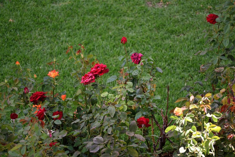 Lush Green Grassy Field of Blooming Red Roses Stock Image - Image of ...