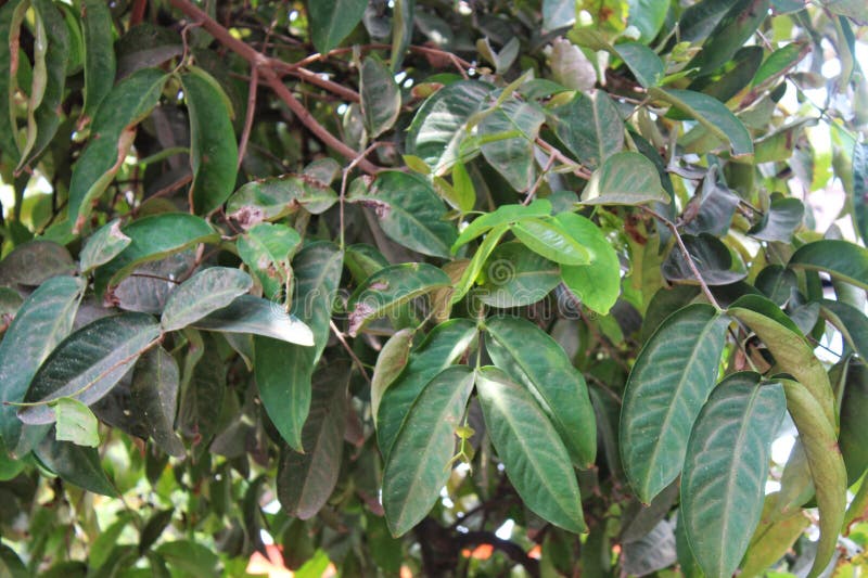Lush Green of Jambu Air Tree or Indonesian Guava Tree Blown by the Wind ...