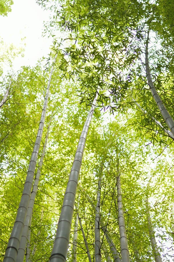 Bamboo forests stock image. Image of taiwan, resort, pathway - 20587495 Bamboo forests stock image. Image of taiwan, resort, pathway - 20587495