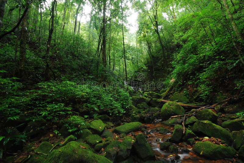 Lush green jungle stock image. Image of foliage, leaf - 18746811