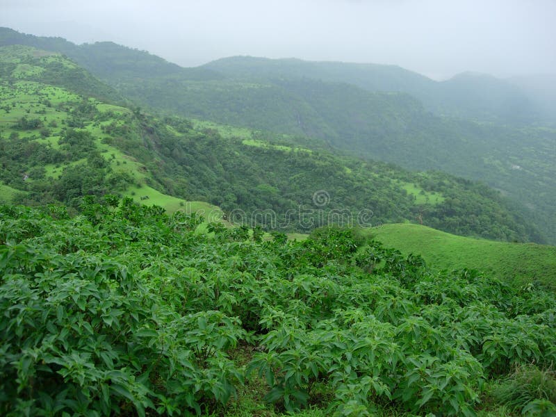 Lush green landscape stock image. Image of trees, scenery - 1069337