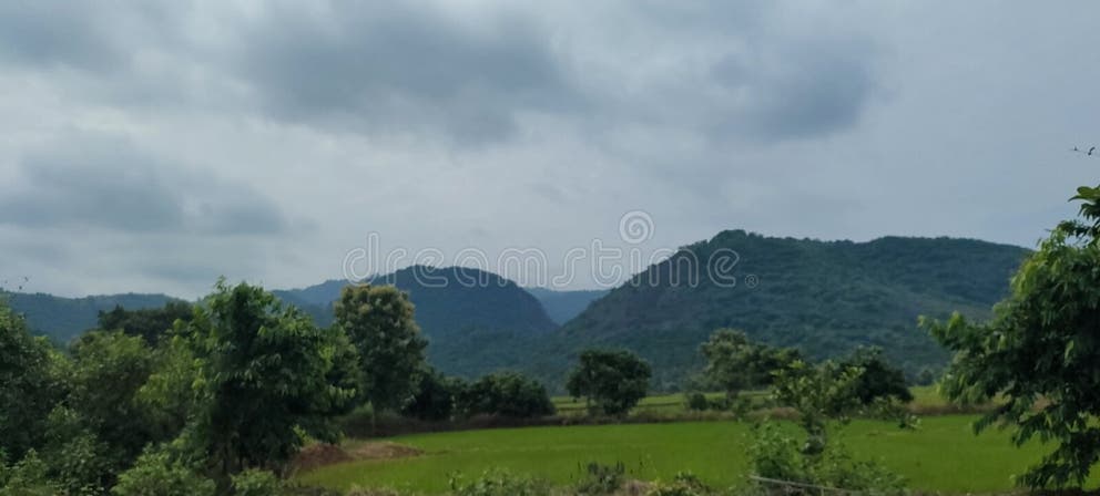Lush Green Landscape Features Dense Trees and Verdant Fields Stock ...