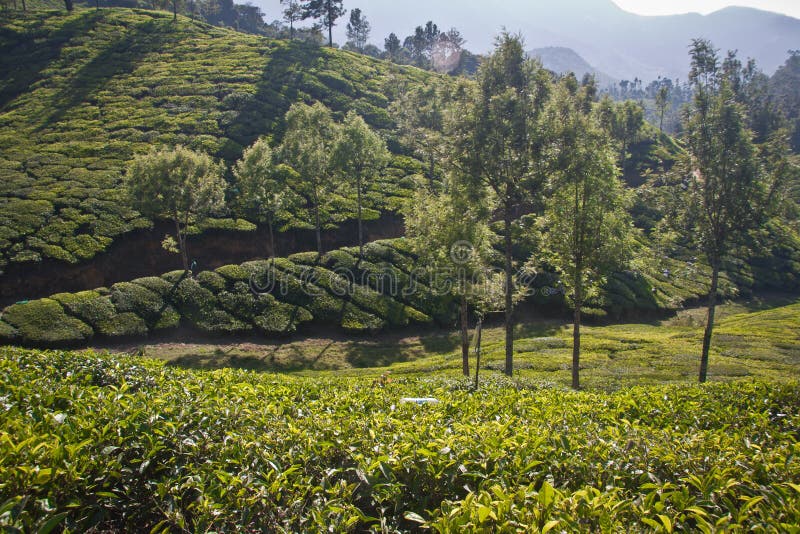 Landscape of Munnar Kerala stock image. Image of terrain - 117565753