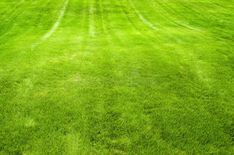 Lush Green Lawn stock photo. Image of focus, area, blade - 8478824