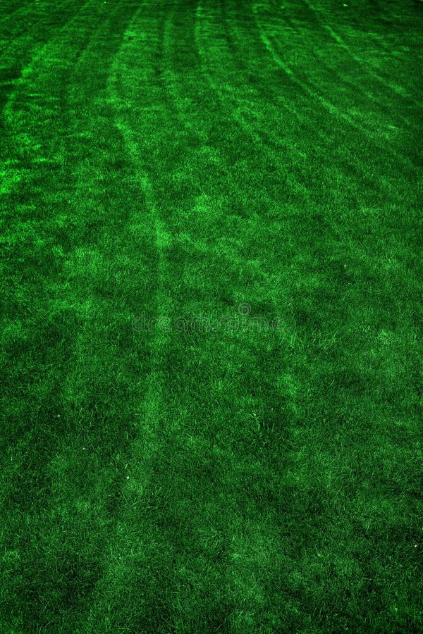 Lush Green Lawn Grass Yard Spring Growth Stock Image - Image of lawn ...