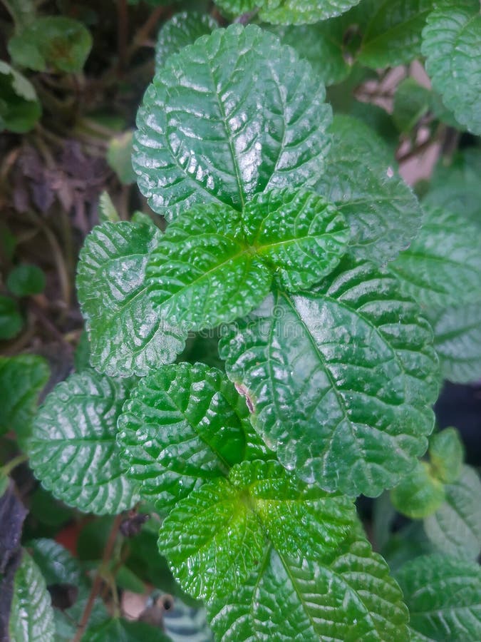 Lush Green Leaf Herb Mint Indonesia in the Backyard Stock Image - Image of indonesia, mint ...