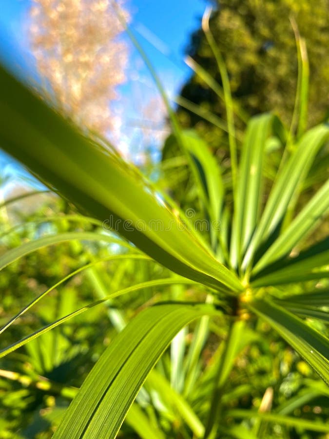 Of a Lush Green Leafy Tree Branch Stock Photo - Image of tree, leaves ...