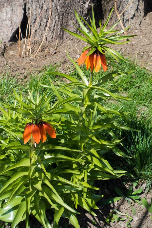 Lush Green Leaves and Bright Flowers of Crown Imperial Stock Photo ...