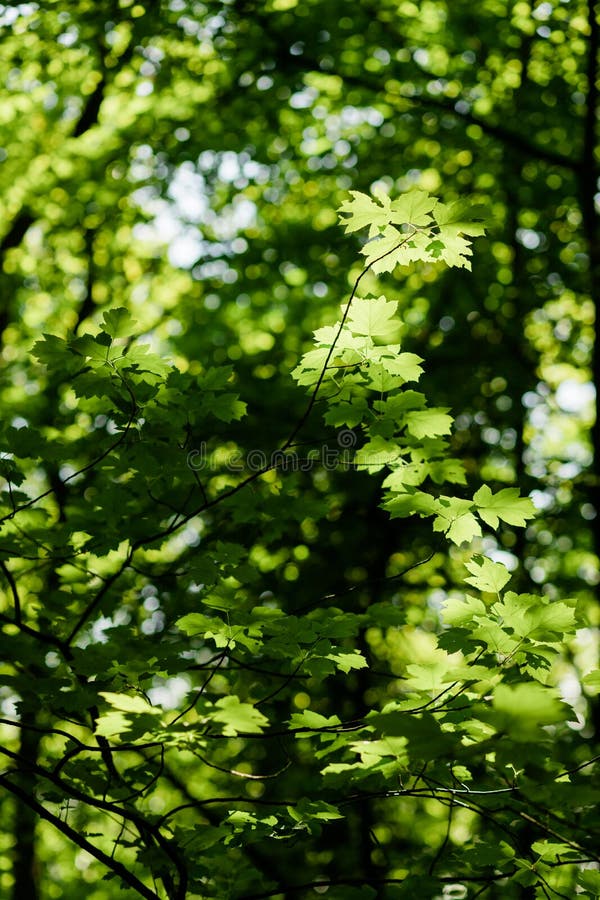 Lush Green Leaves in Deep Forest in Springtime Stock Photo - Image of ...