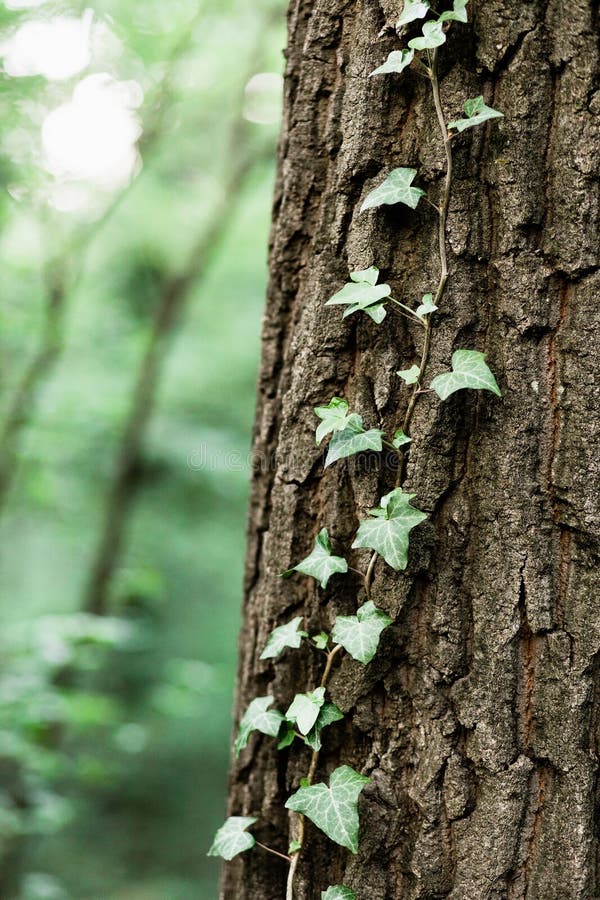 Lush Green Leaves in Deep Forest in Springtime Stock Photo - Image of ...
