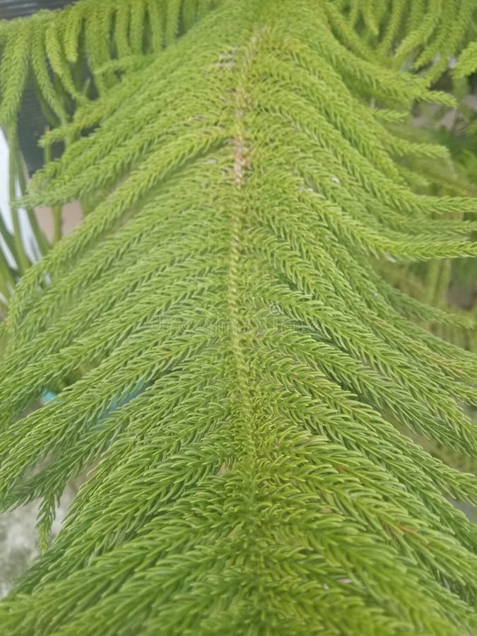 Lush Green Leaves of Pine Trees in the Tropics Stock Image - Image of ...