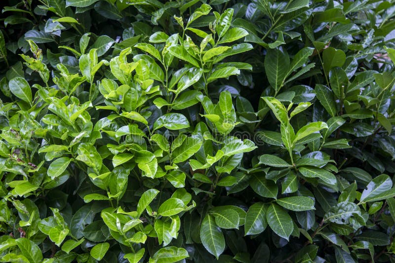 Lush Green Leaves Rustled in the Gentle Breeze Stock Image - Image of ...