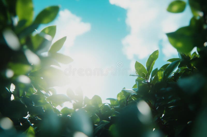 Lush Green Leaves Surround a Peaceful Scene of Sunlight Shining Down ...