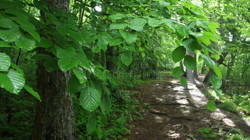 Lush Green Leaves on a Tree Branch Frame a Forest Path, Showcasing ...