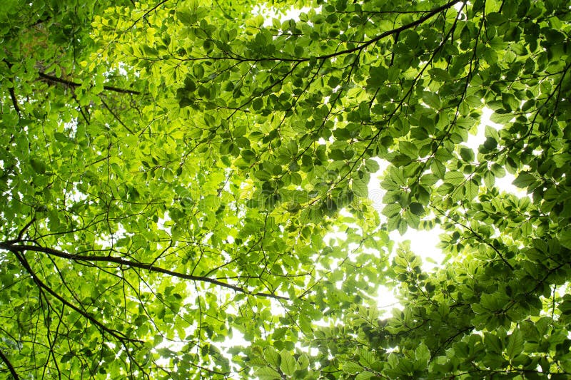 Lush Green Leaves on Tree Branches in a Forest. Low, Wide-angle Looking ...