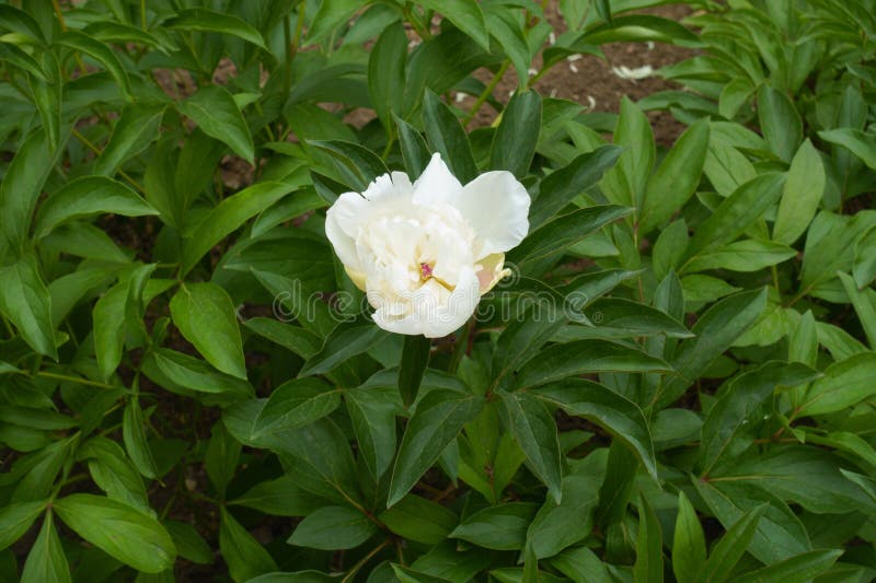 Lush Green Leaves and White Flower of Peony in June Stock Photo - Image ...