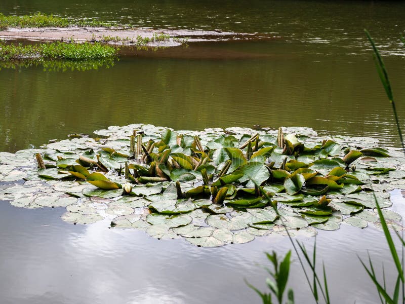 Lush Green Lily Pads Floating Peacefully on a Serene Pond with ...