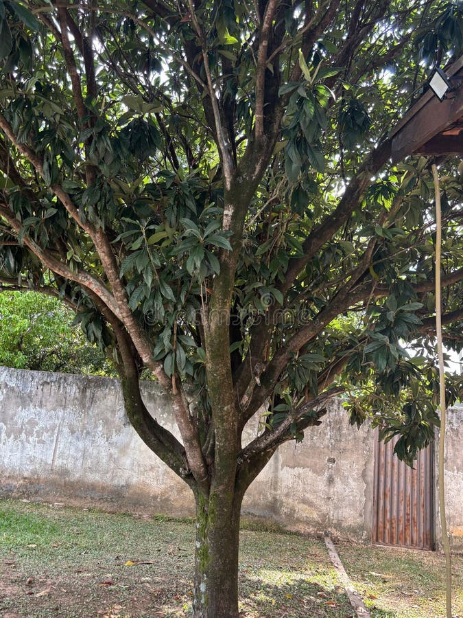 Lush Green Mango Tree in Backyard Stock Image - Image of leaves ...