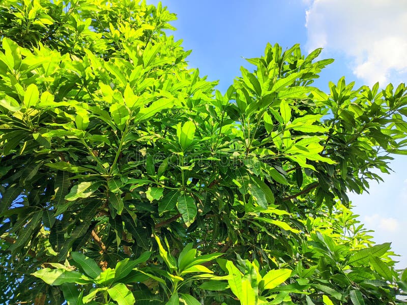 Lush Green Mango Tree Leaves Under Blue Sky. Tropical Fruit Nature ...