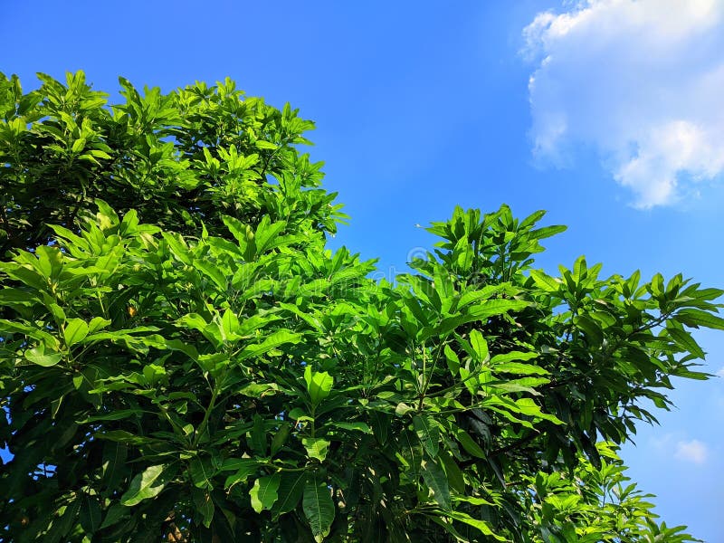 Lush Green Mango Tree Leaves Under Blue Sky. Tropical Fruit Nature ...