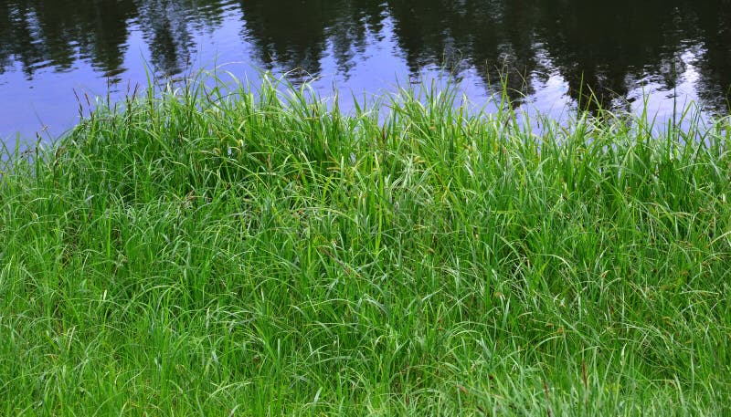 A Lush Green Marsh Grass. it Grows in Wet Areas Stock Image - Image of ...