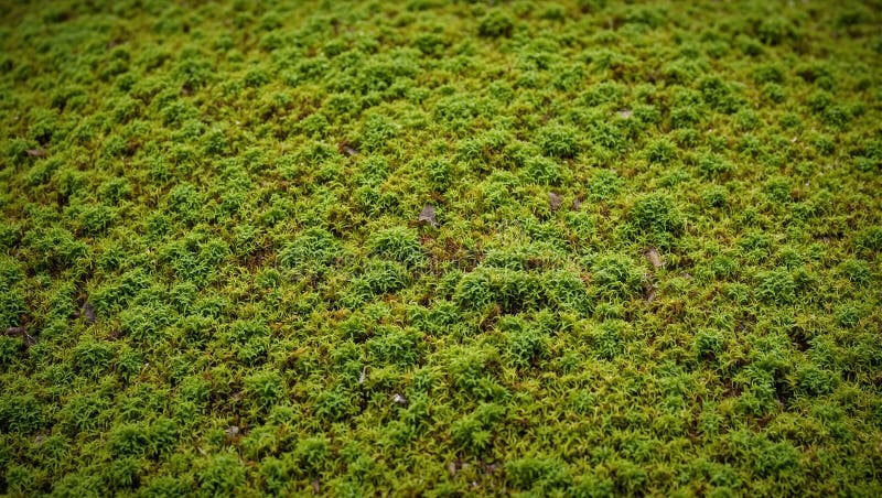 Lush Green Moss Carpet with Velvety Texture and Dewy Sheen Stock ...