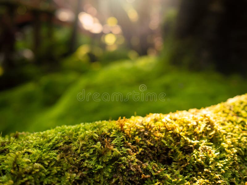 Lush Green Moss Forest with Old Tree with Moss. Background Stock Photo ...