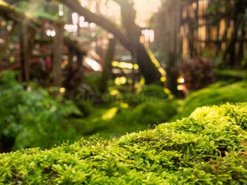 Lush Green Moss Forest with Old Tree with Moss. Background Stock Photo ...