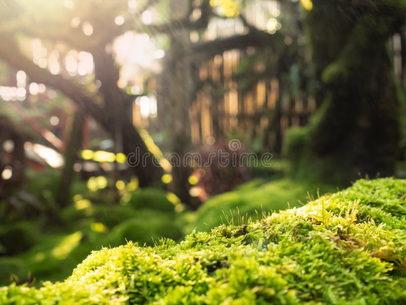 Lush Green Moss Forest with Old Tree with Moss. Background Stock Photo ...