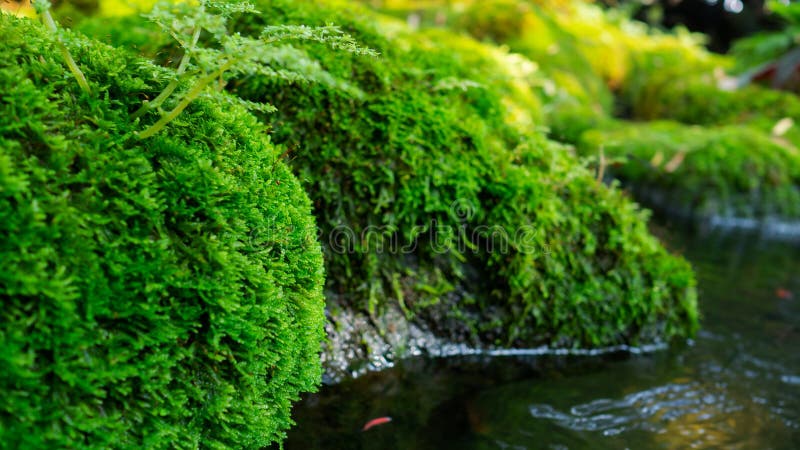 Lush Green Moss Forest with Old Tree with Moss. Background Stock Image ...