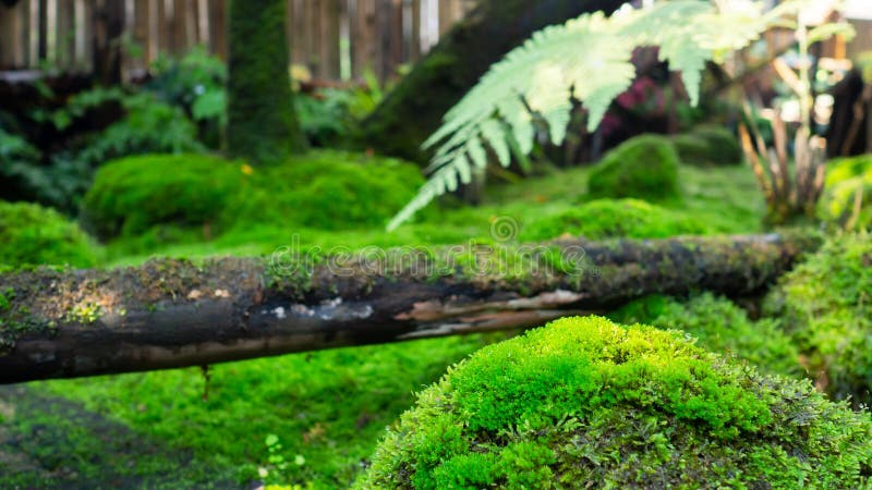 Lush Green Moss Forest with Old Tree with Moss. Background Stock Photo ...