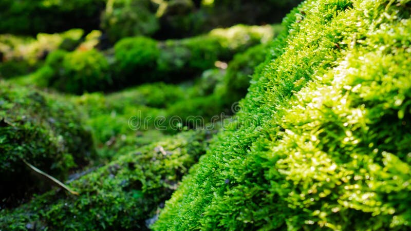 Lush Green Moss Forest with Old Tree with Moss. Background Stock Photo ...