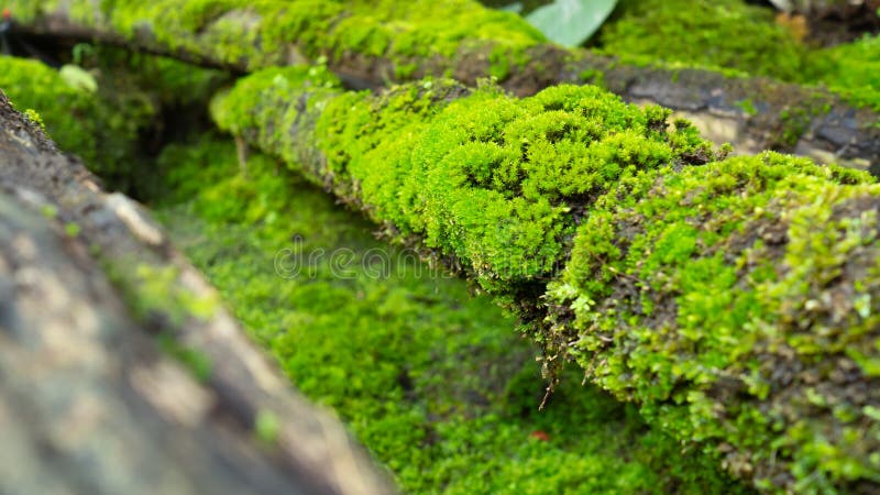 Lush Green Moss Forest with Old Tree with Moss. Background Stock Photo ...
