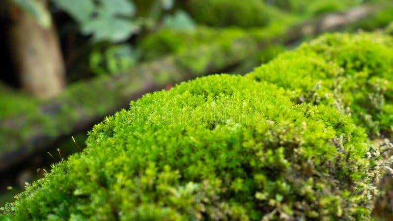 Lush Green Moss Forest with Old Tree with Moss. Background Stock Photo ...