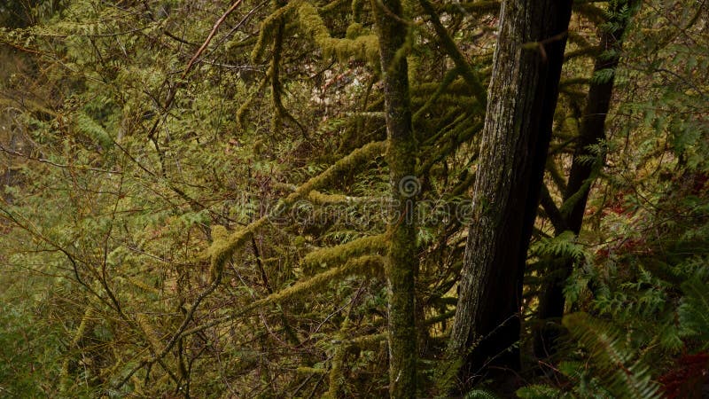 Lush Green Moss Growing on Trees in a Pacific Northwest Temperate ...