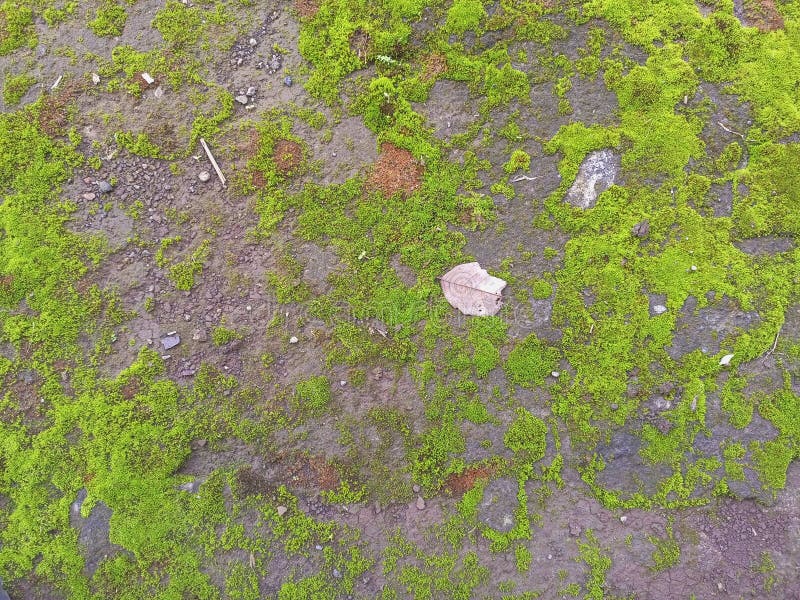 Lush Green Moss and Lichen Textured Ground Pattern Stock Image - Image ...