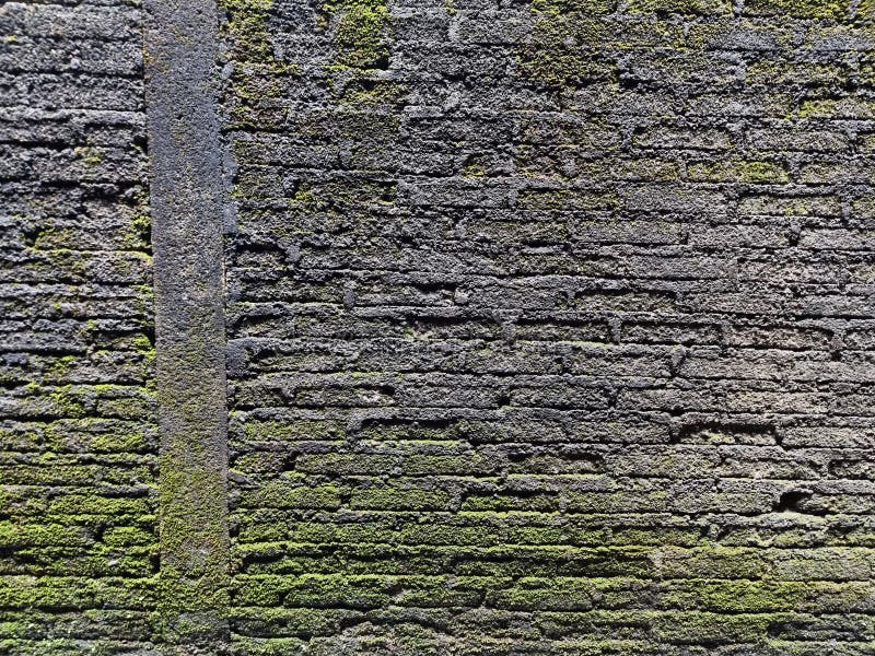 Lush Green Moss on Old Brick Wall Stock Image - Image of detail, green ...