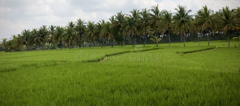 Lush Green Paddy Field Closeup Stock Image - Image of field, paddy ...