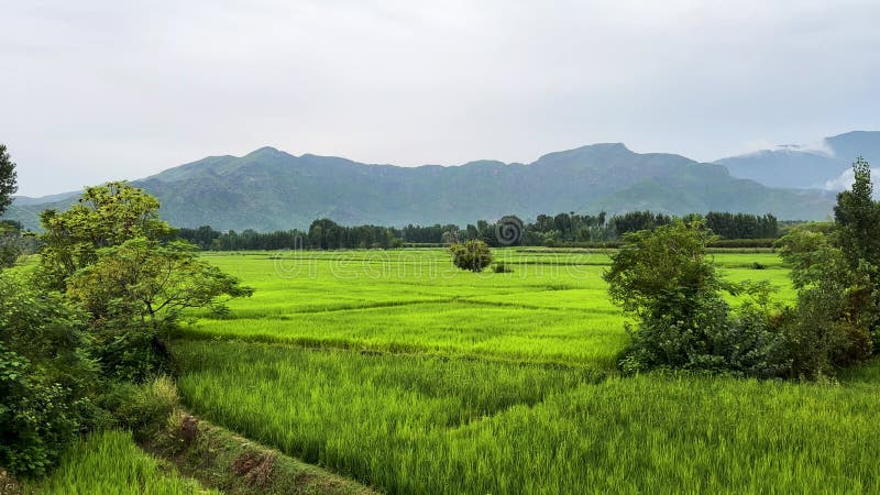 Lush Green Paddy Field in a Rural Landscape Stock Footage - Video of ...