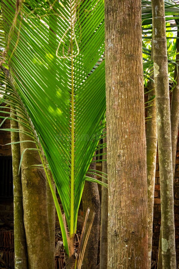 Lush Green Palm Leaf Surrounded by Tree Trunks Stock Photo - Image of ...