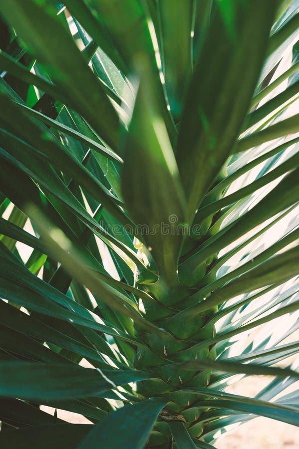 Lush Green Palm with Sharp Leaves Create a Tropical Pattern Stock Image ...