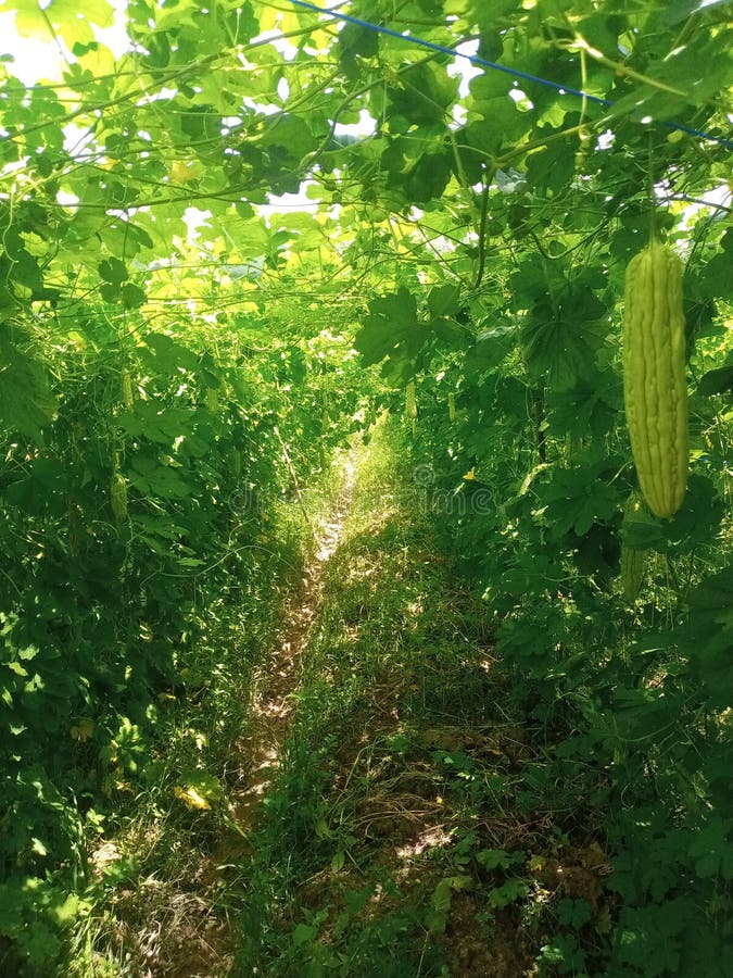 Lush green pare stock image. Image of lush, shrub, flower - 264157101