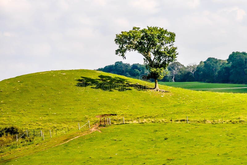 Lone Tree stock photo. Image of pasture, outdoors, land - 45280276