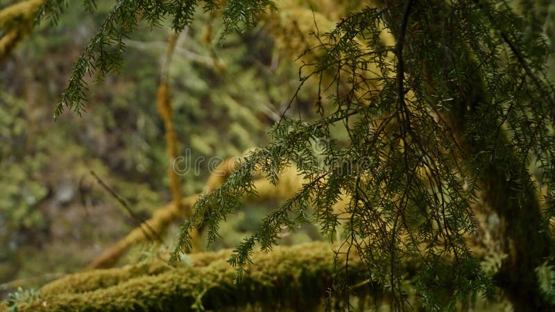 Lush Green Pine Branches Hanging in a Temperate Rainforest Stock Image ...