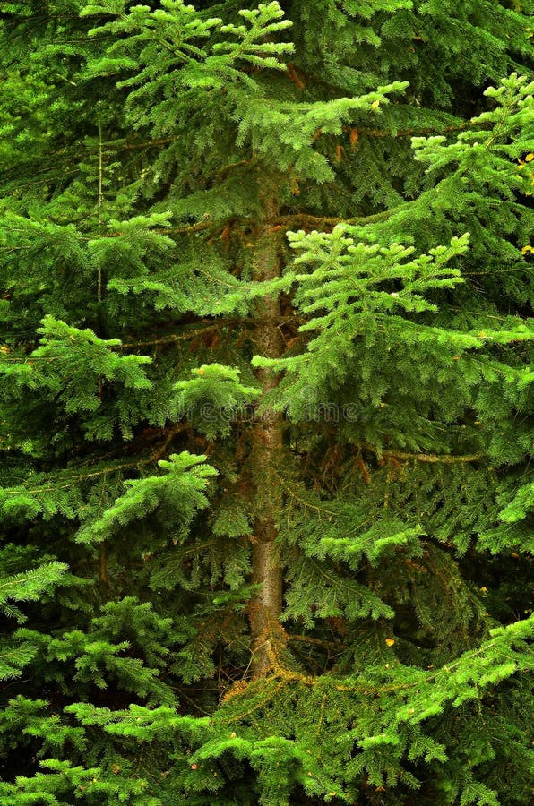 Lush Green Pine Tree stock photo. Image of black, brown - 34393216