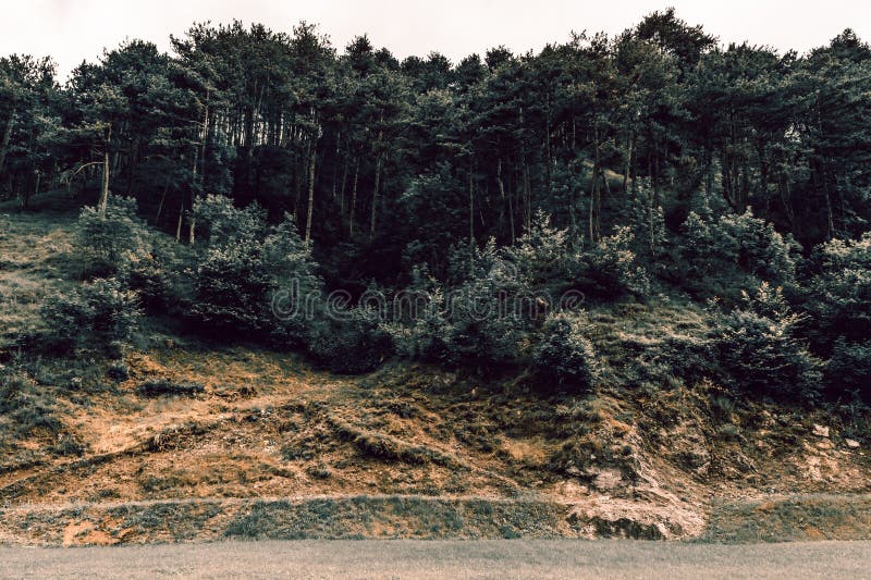 Lush Green Pine Tree Forest on Mountain Side Forrest of Trees Stock ...