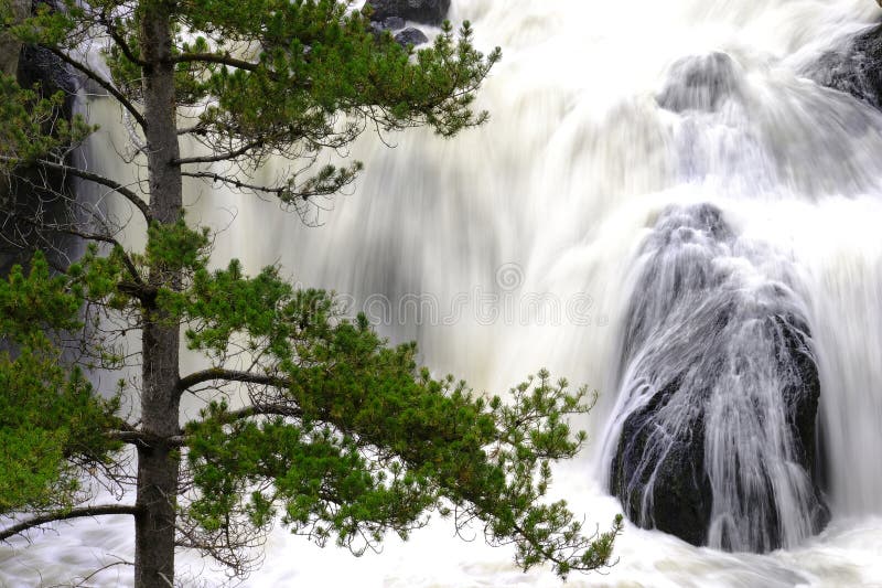 Lush Green Pine Tree with Waterfall of Cascading Water Over Rocks Stock ...